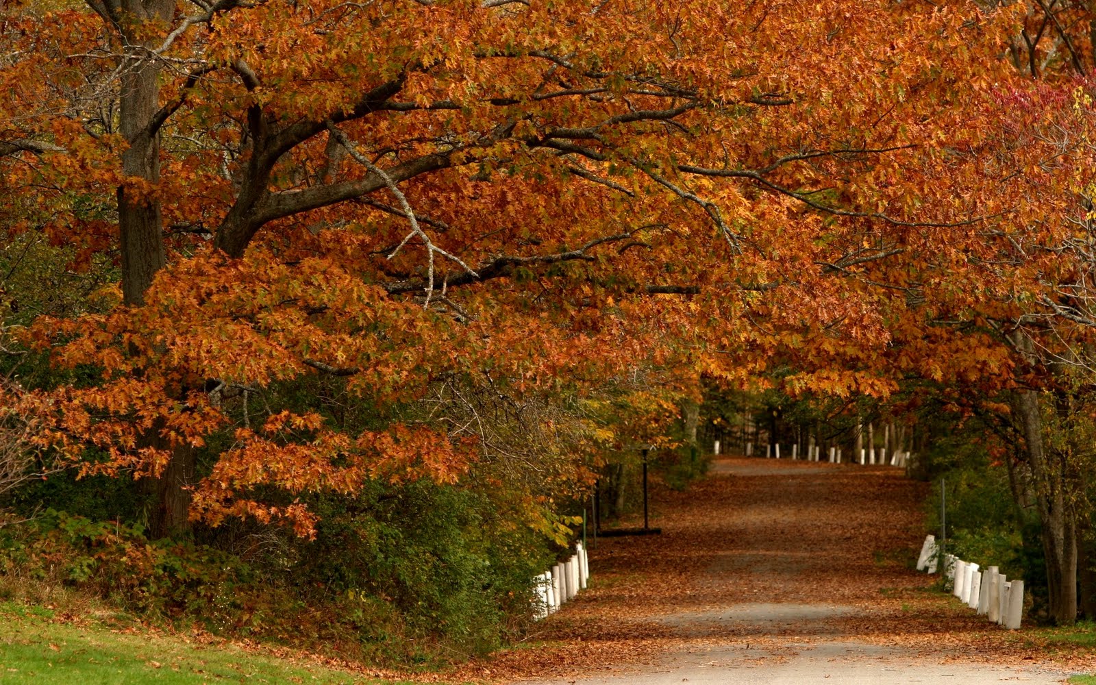 Imagem de Fundo - Estrada rodeada por árvores em tons laranja | Imagens ... Imagem de Fundo - Estrada rodeada por árvores em tons laranja | Imagens ...