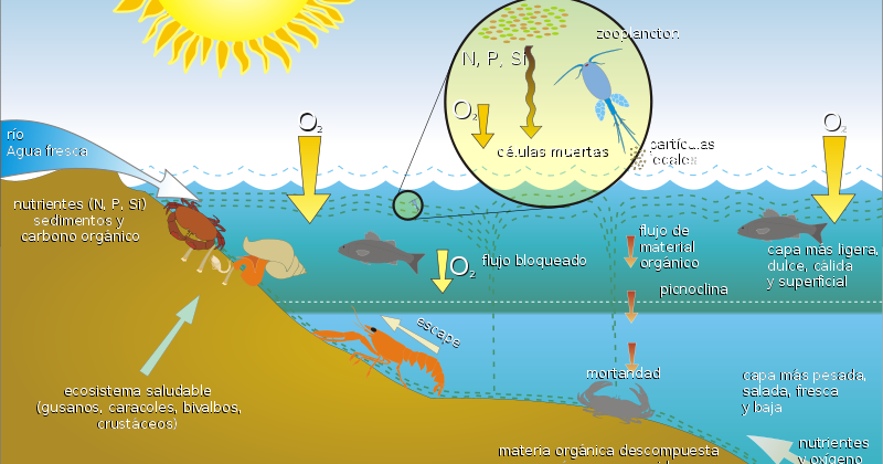 ECOSISTEMAS ACUATICOS Eutrofizacion ecosistemas-acuaticos-eutrofizacion