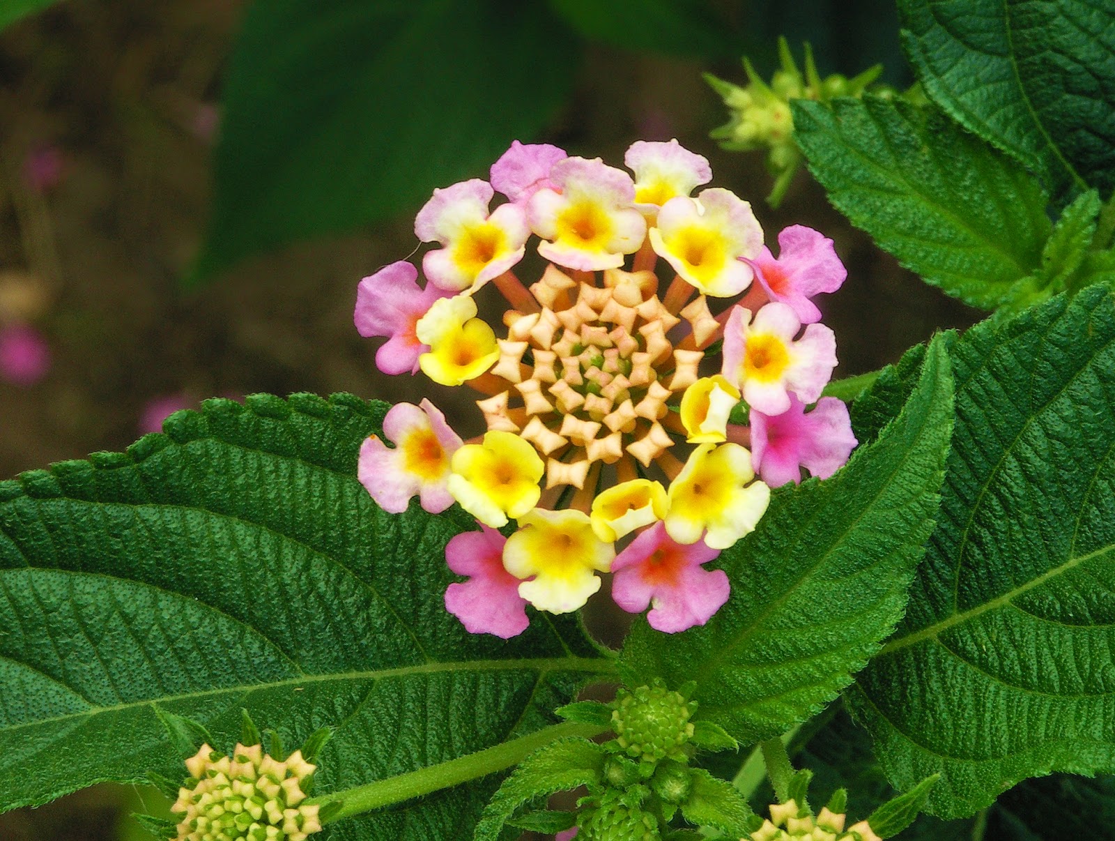 Flower Homes Lantana Flowers flower-homes-lantana-flowers