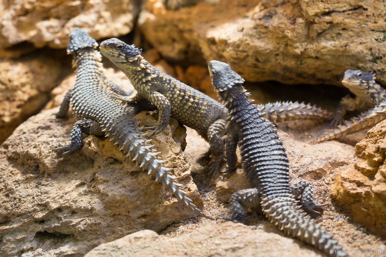 foto by andy: Echsen und Schlangen
