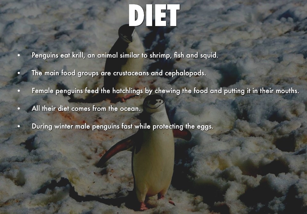 Gentoo Penguin Penguin Diet Facts gentoo-penguin-penguin-diet-facts