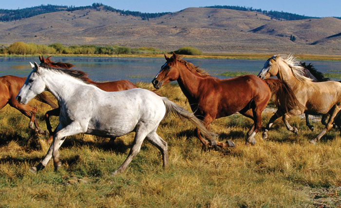 Fotos y Imagenes de Caballos Salvajes, Fondos de Pantalla Caballos ... Fotos y Imagenes de Caballos Salvajes, Fondos de Pantalla Caballos ...