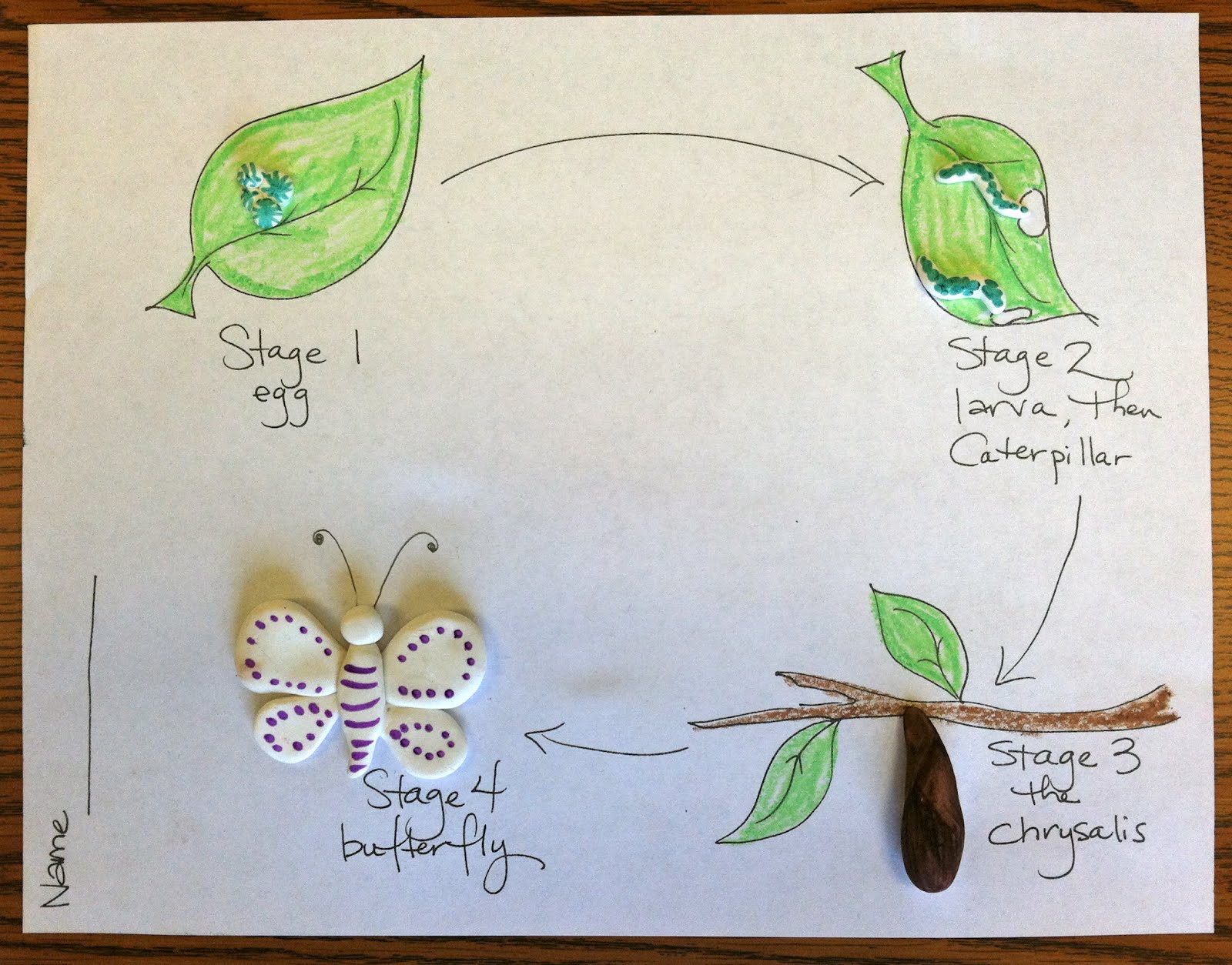 Butterfly Life Cycle butterfly-life-cycle