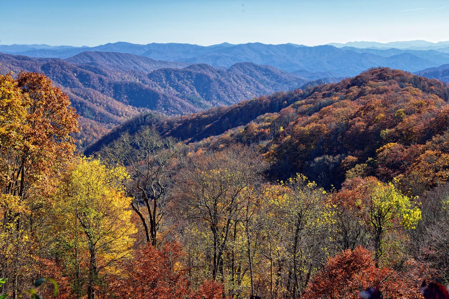 Great Smoky Mountains National Park Autumn Dog Breeds Picture great-smoky-mountains-national-park-autumn-dog-breeds-picture