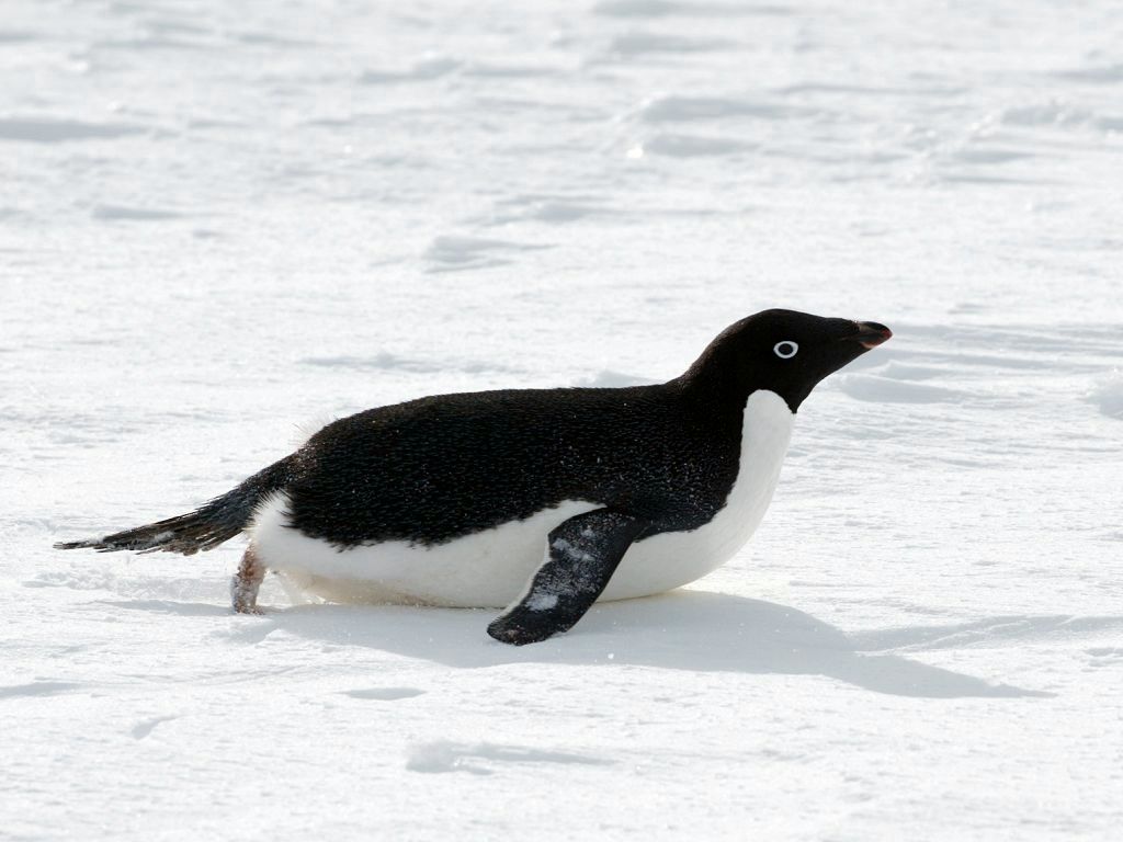 Adelie Penguin Interesting Facts Latest Photographs All Wildlife adelie-penguin-interesting-facts-latest-photographs-all-wildlife