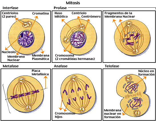 BIOLOGIA: Etapas de la Mitosis