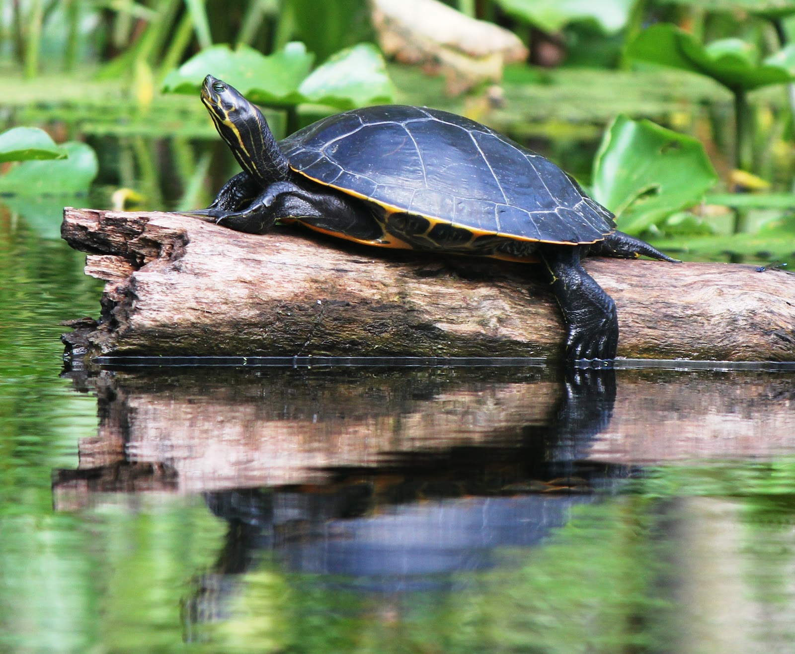 River Turtle Life Of Sea river-turtle-life-of-sea