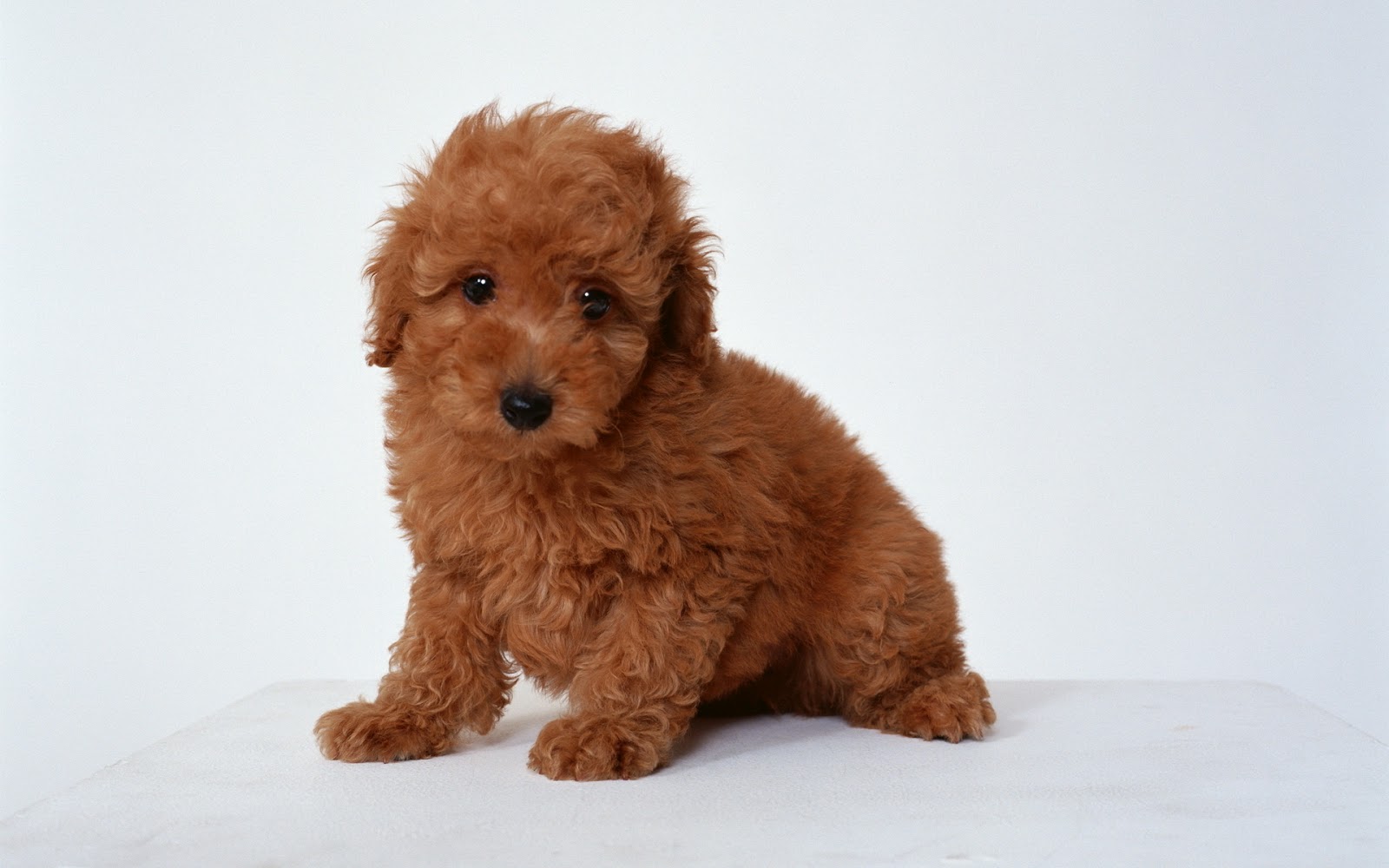 Fluffy Puppy Hd Wallpaper The Wallpaper Database fluffy-puppy-hd-wallpaper-the-wallpaper-database