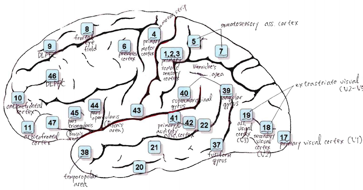 mental health of child and adolescent: anatomical regions including Brodmann area