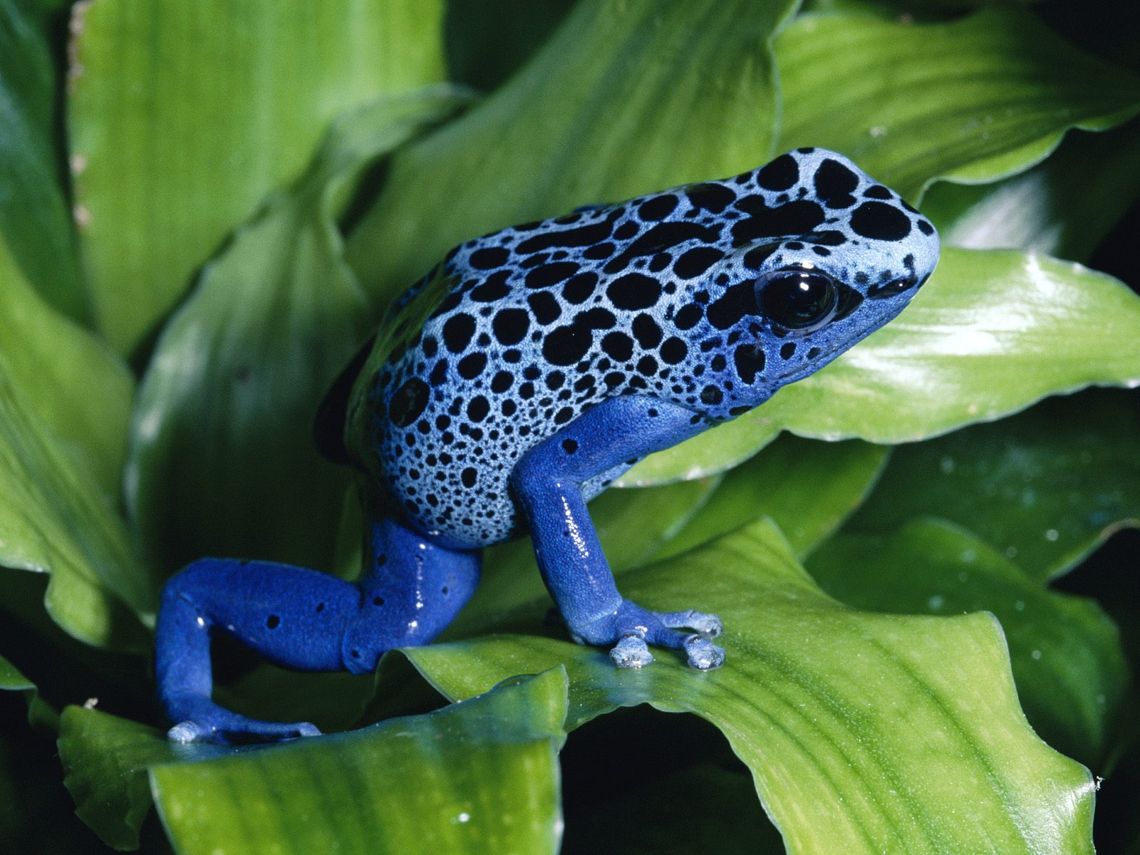Poison Dart Frog Amazing Tail Colour Planetanimalzone poison-dart-frog-amazing-tail-colour-planetanimalzone