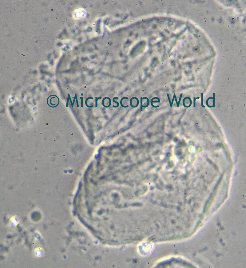 Microscope World Blog: Dry Mount versus Wet Mount Microscope Slides Microscope World Blog: Dry Mount versus Wet Mount Microscope Slides