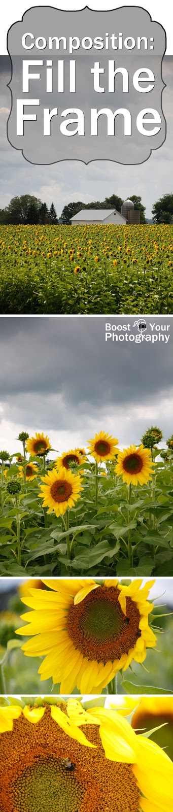 Composition Fill The Frame Boost Your Photography composition-fill-the-frame-boost-your-photography
