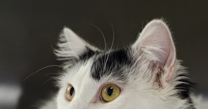 Progressive Charlestown: Our local companion animal of the week Progressive Charlestown: Our local companion animal of the week