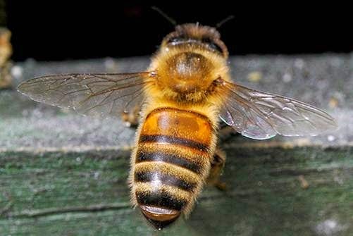 Comunidad de foros de Apicultura - ¿Qué abeja es la de este vídeo ... Comunidad de foros de Apicultura - ¿Qué abeja es la de este vídeo ...