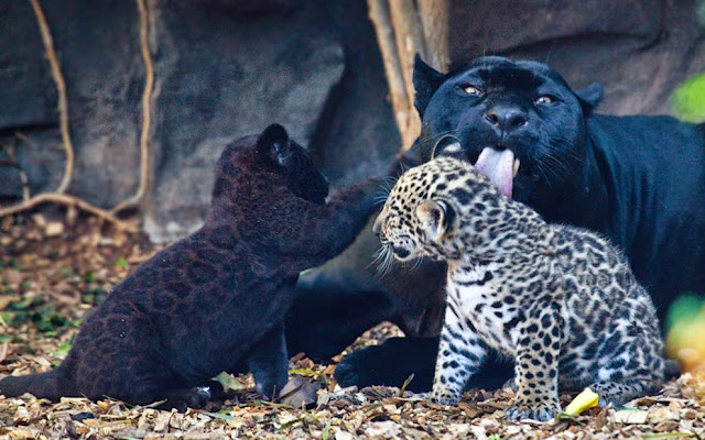 White Wolf : 17 Beautiful Photos of Animal Moms With Their Babies