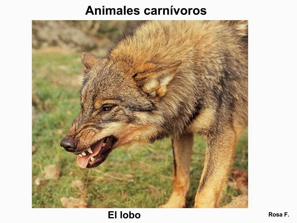 Vocabulario en imágenes. Maestra de Infantil y Primaria.: Animales ...
