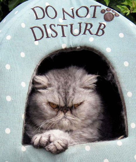 Funny Cats Do Not Disturb funny-cats-do-not-disturb