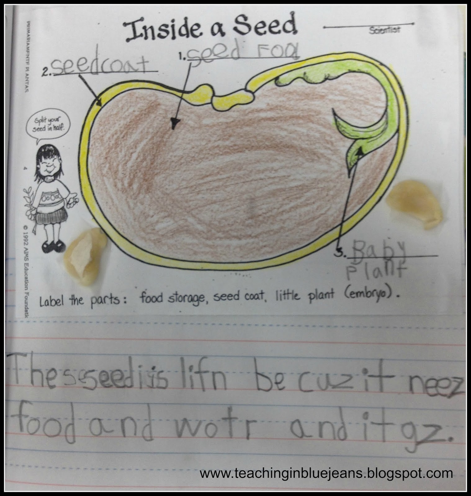 Exploring Seeds in the Classroom