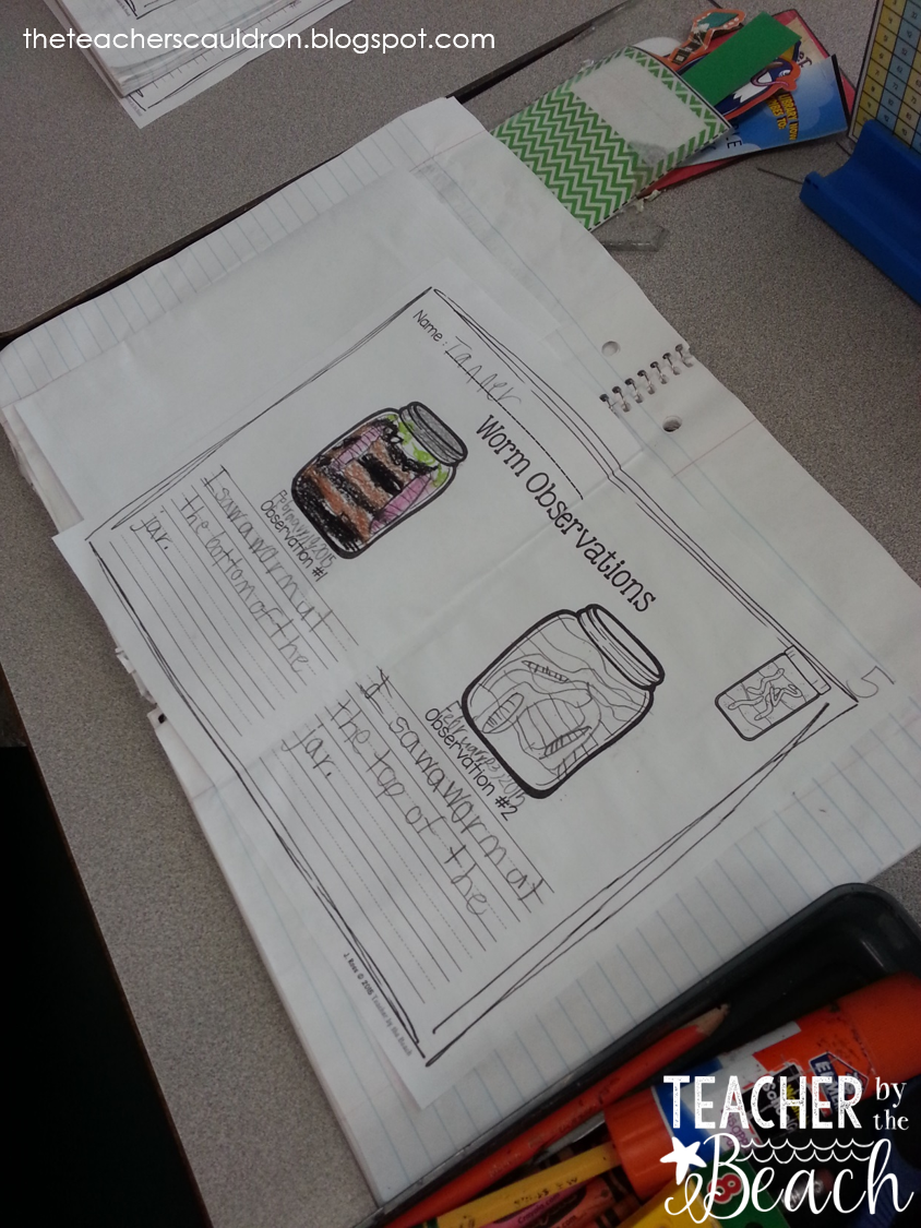 All About Worms! | The Teacher's Cauldron | Bloglovin’