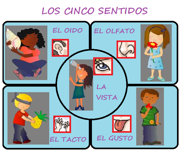 Los sentidos para niños - Imagui