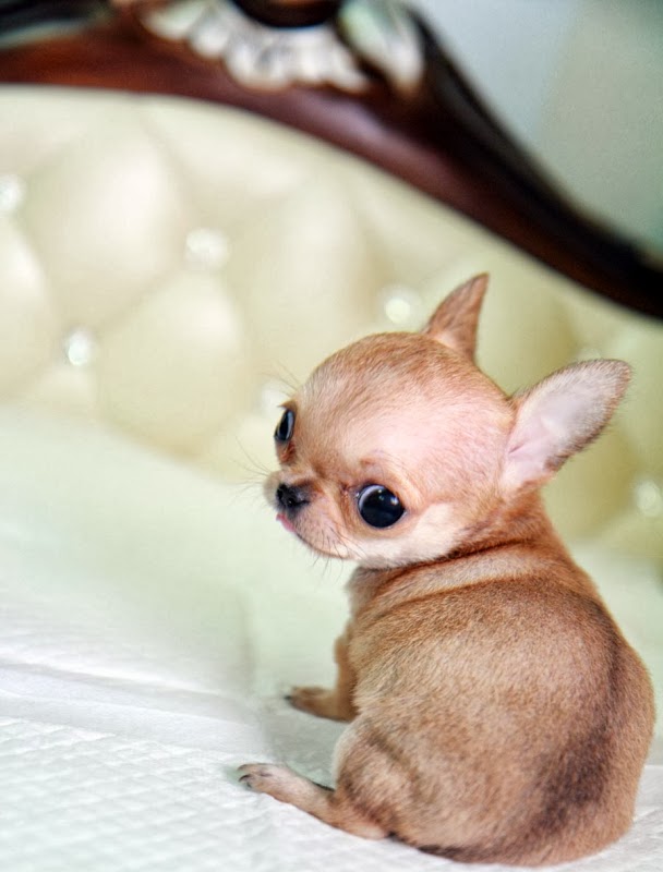 10 Interesting Facts About Chihuahua Annie Many 10-interesting-facts-about-chihuahua-annie-many