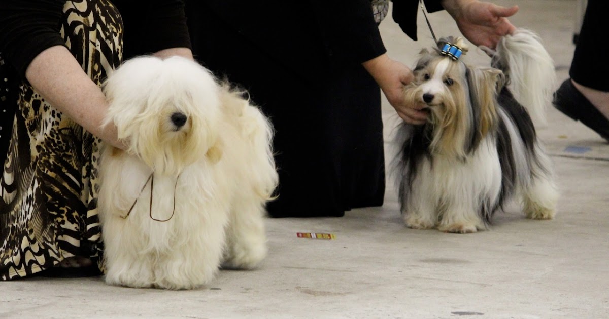 To Dog With Love Fun Times At An IABCA Dog Show to-dog-with-love-fun-times-at-an-iabca-dog-show