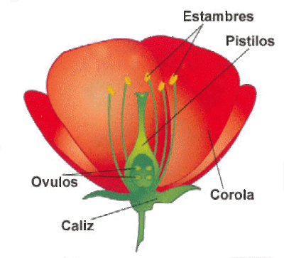 Les Tulipes: Observa com creix una Tulipa i les seves parts!