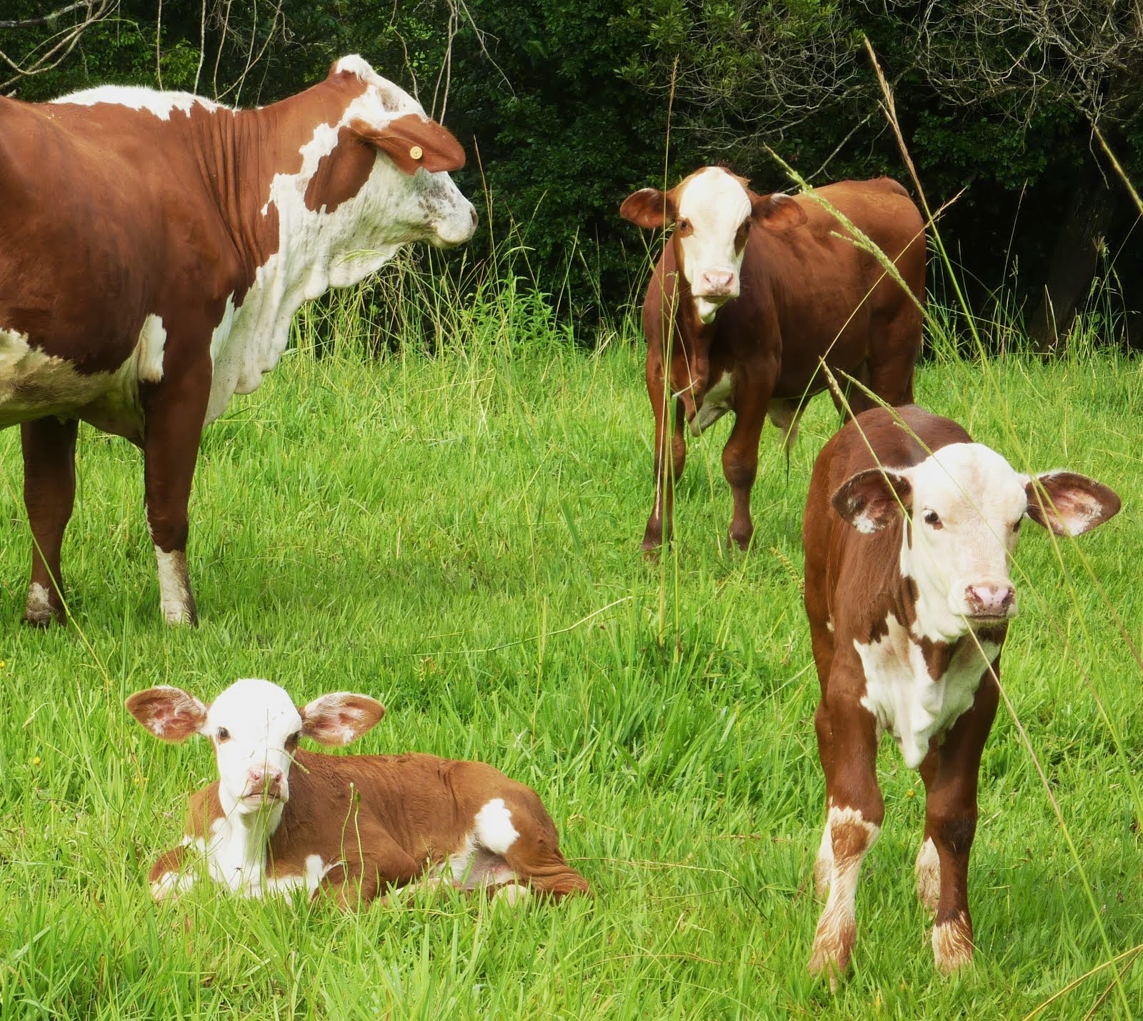 Cute Cows Cute Cows Summer Royalty Free Stock Photo Pictures Images cute-cows-cute-cows-summer-royalty-free-stock-photo-pictures-images