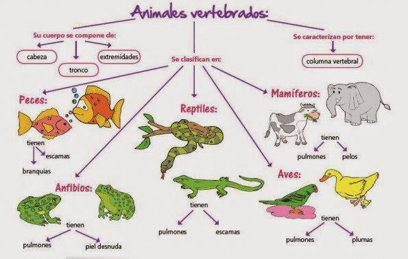 Cosas de niños para la escuela: ANIMALES VERTEBRADOS E INVERTEBRADOS