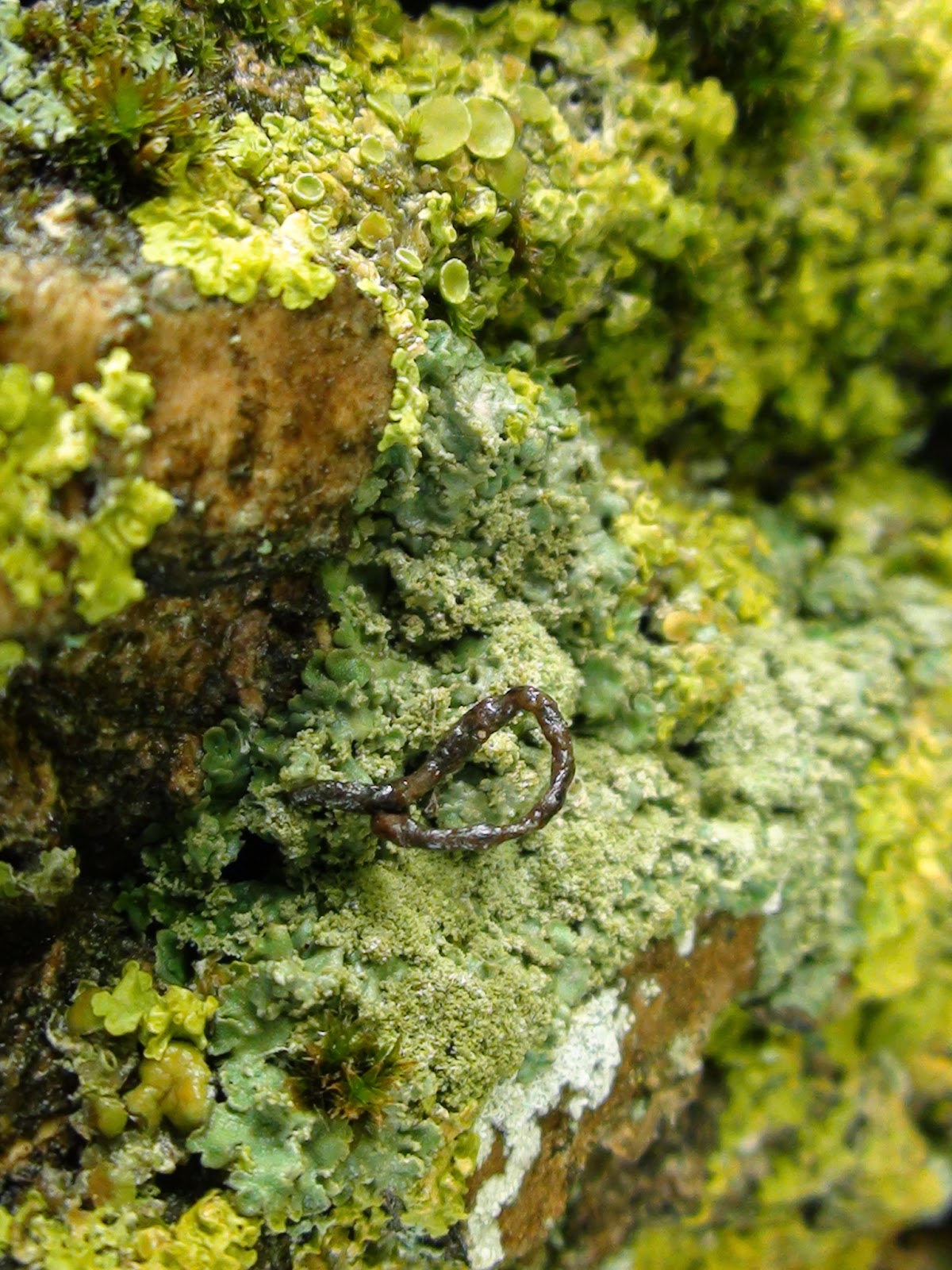 La symbiose des lichens. La symbiose des lichens.