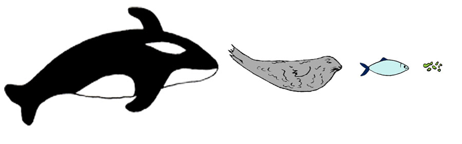 Louise Norman: Orca Food Chain
