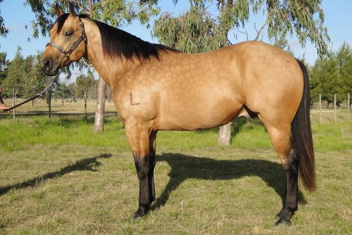 Los Caballos: Pelajes: Bayo