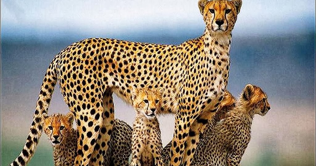 The Cheetah 12 Fun Facts About Cheetahs Abeyek the-cheetah-12-fun-facts-about-cheetahs-abeyek