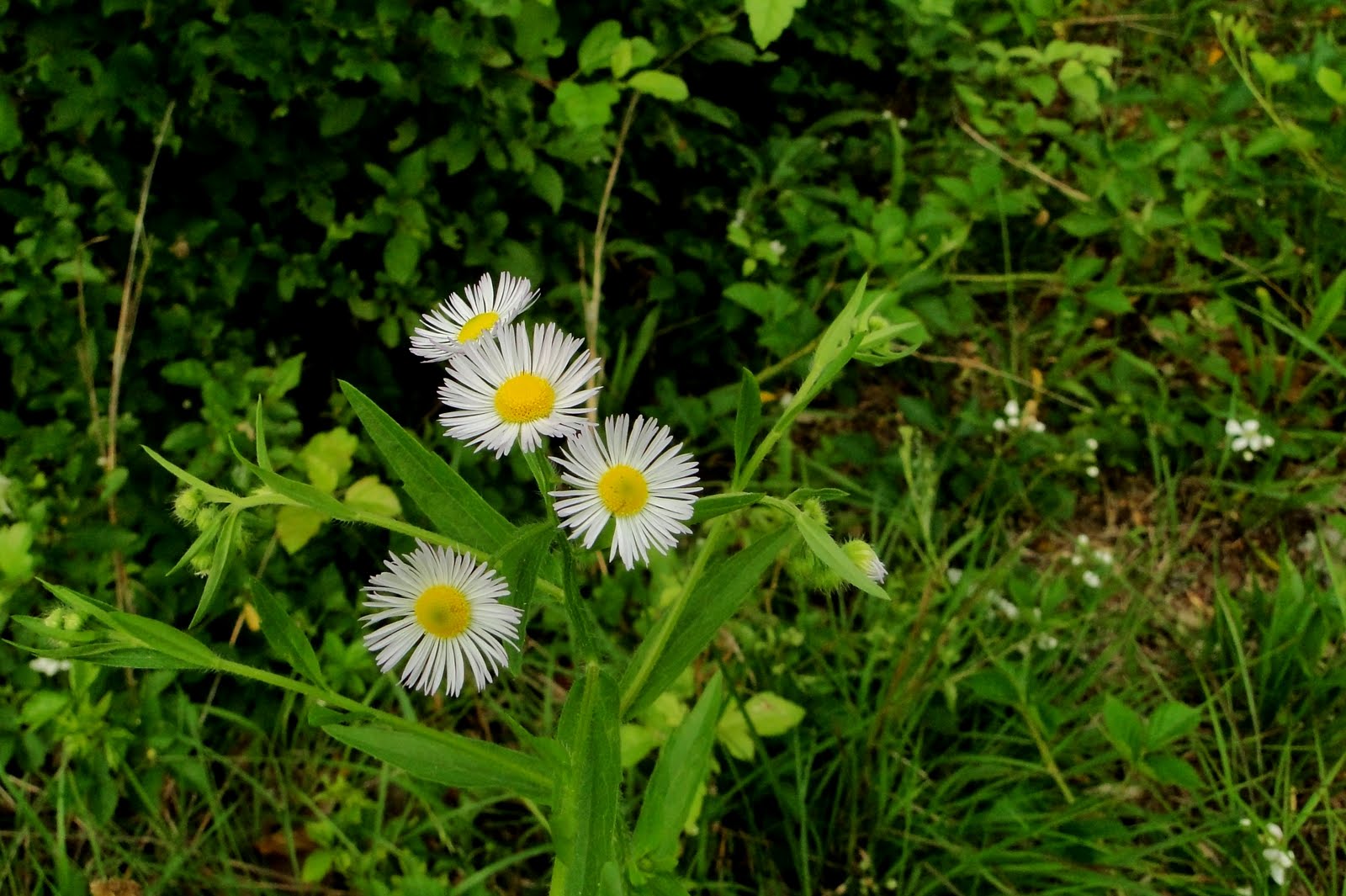 Rach's Wildflower Images: Daisy Fleabane Rach's Wildflower Images: Daisy Fleabane