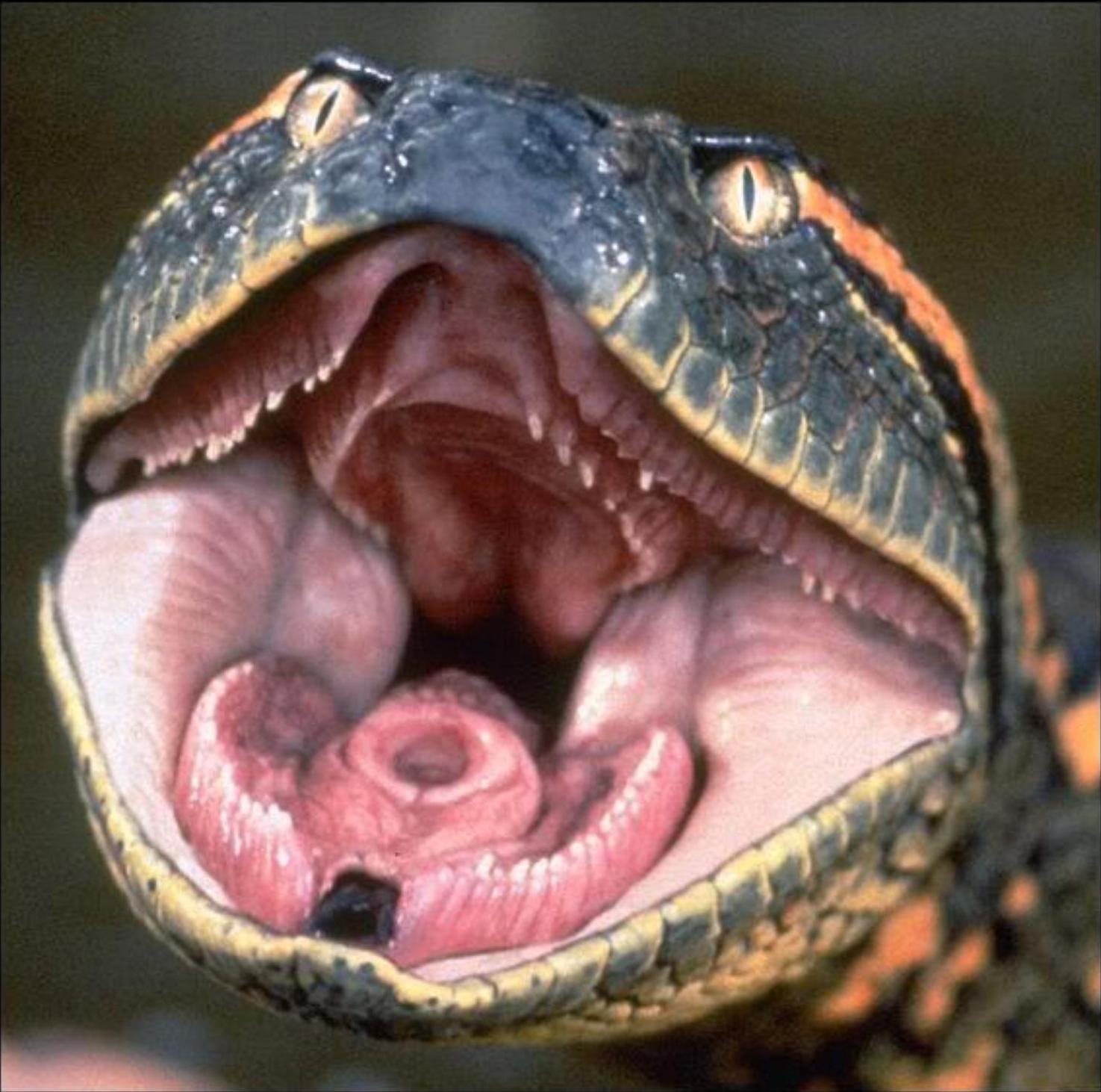 Caliandra Do Cerrado No Cerrado A Sucur Ou Anaconda A Maior Cobra caliandra-do-cerrado-no-cerrado-a-sucur-ou-anaconda-a-maior-cobra