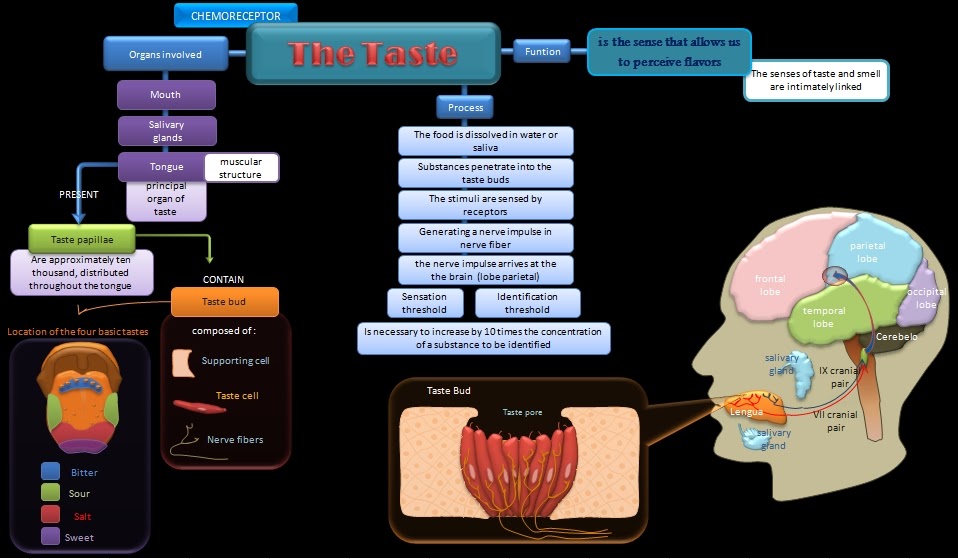 Educative diagrams: Diagram of the Sense of Taste