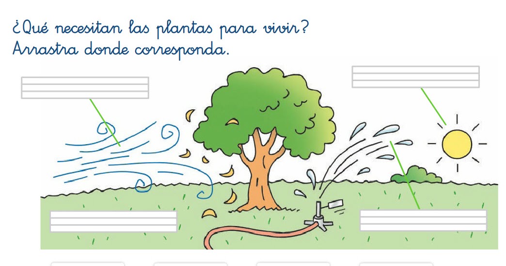 Los PEQUES de Primaria: ¿Qué necesitan las plantas para vivir?