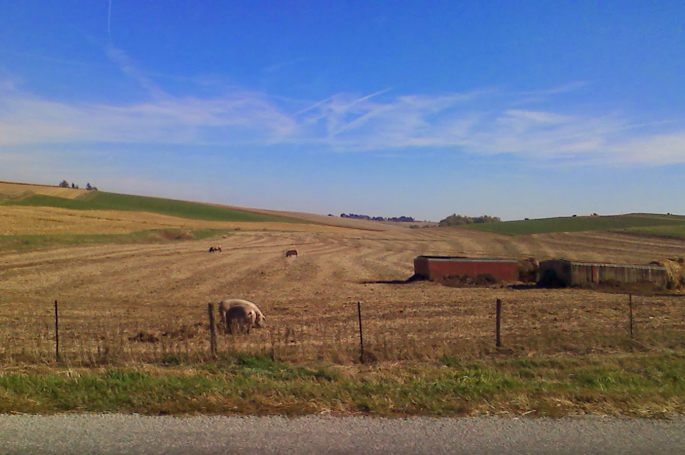 Amish Horses Hog Farm amish-horses-hog-farm
