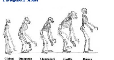 AP Biology for Dummies: Evolution