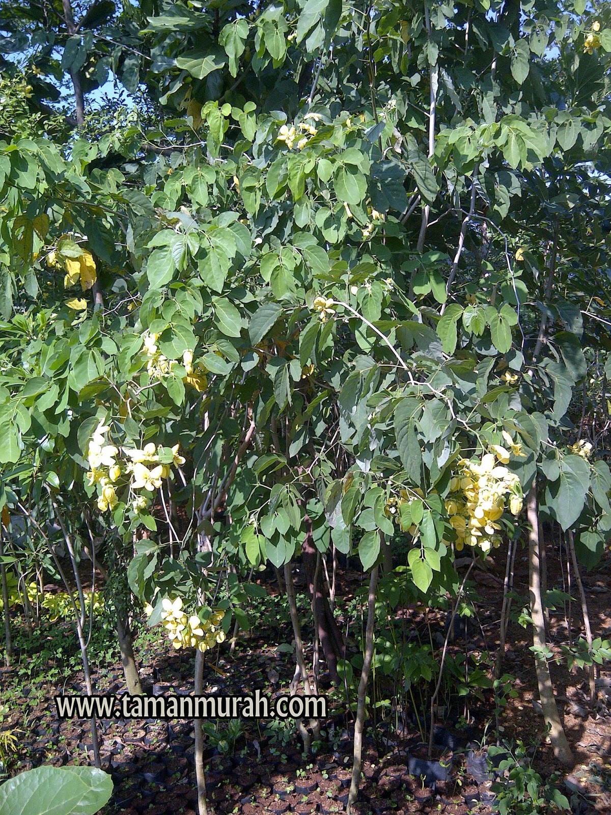 JUAL POHON FISTULA BUNGA KUNING | POHON PELINDUNG | JUAL TANAMAN HIAS ... JUAL POHON FISTULA BUNGA KUNING | POHON PELINDUNG | JUAL TANAMAN HIAS ...