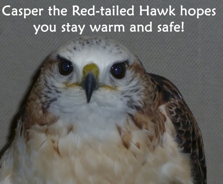 The Raptor Center Casper The Red tailed Hawk Hopes You Stay Warm And Safe the-raptor-center-casper-the-red-tailed-hawk-hopes-you-stay-warm-and-safe