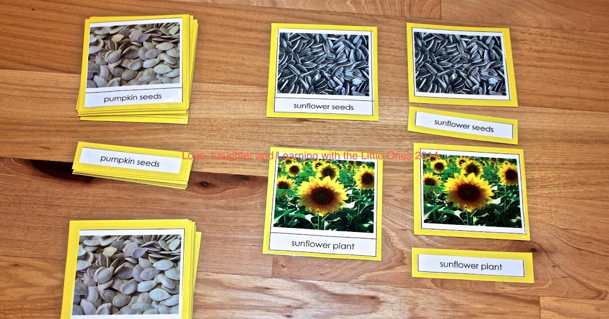 Love, Laughter and Learning with the Little Ones: Seed and Plant Matching