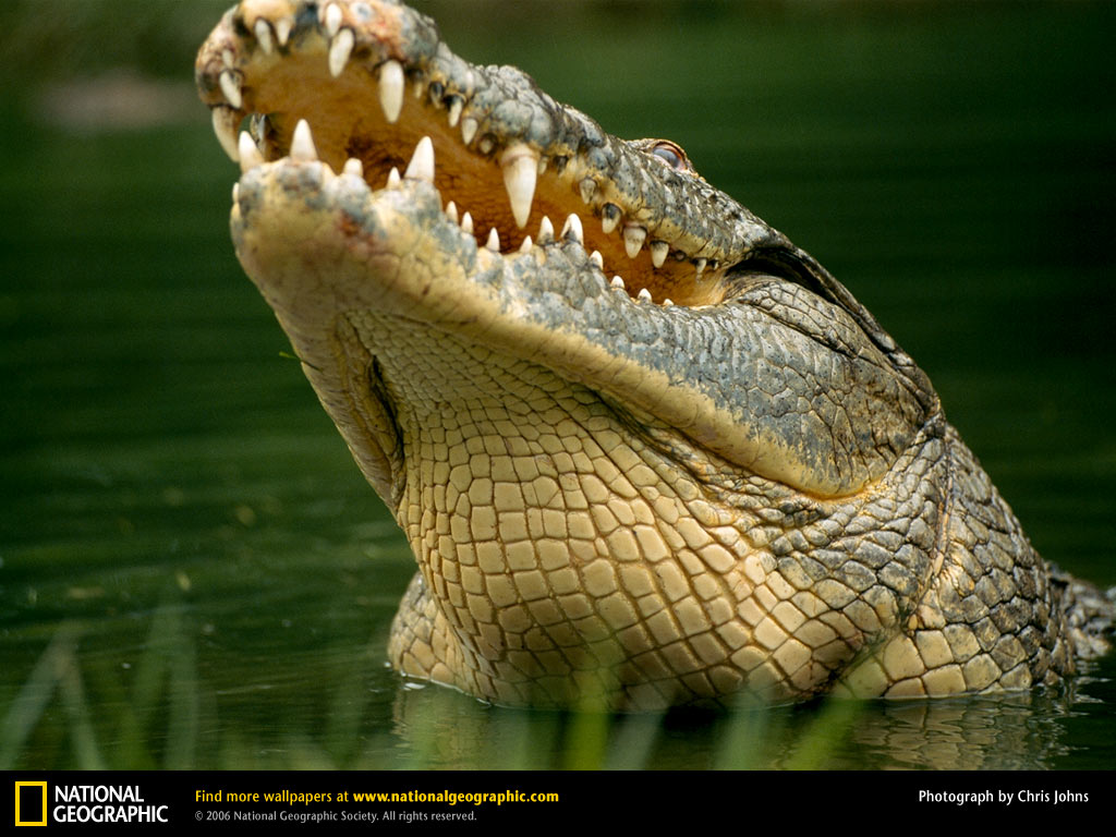 Funny Image Gallery Funny Crocodile Wallpaper For Desktop Funny Picture Funny Video Clip funny-image-gallery-funny-crocodile-wallpaper-for-desktop-funny-picture-funny-video-clip