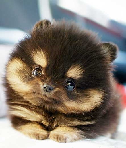 The Playful Pup Teacup Breeds Of Dogs the-playful-pup-teacup-breeds-of-dogs