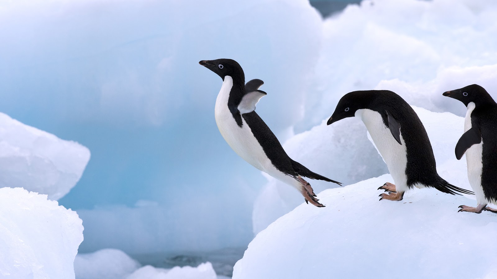 Adelie Penguin Interesting Facts Latest Photographs All Wildlife adelie-penguin-interesting-facts-latest-photographs-all-wildlife