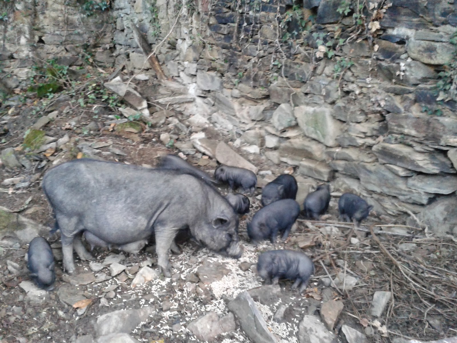 An English Farmer In France What A Pig Sty an-english-farmer-in-france-what-a-pig-sty