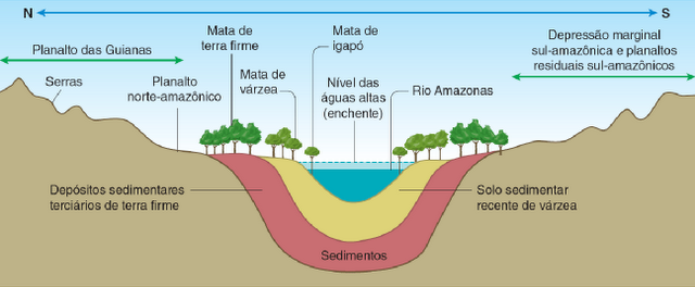 Mundo dos animaisinhos: mata de igapó Mundo dos animaisinhos: mata de igapó