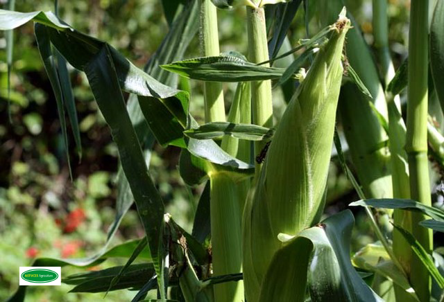 TOUT SAVOIR SUR LE MAÏS ~ ASTUCES AGRICULTURE TOUT SAVOIR SUR LE MAÏS ~ ASTUCES AGRICULTURE