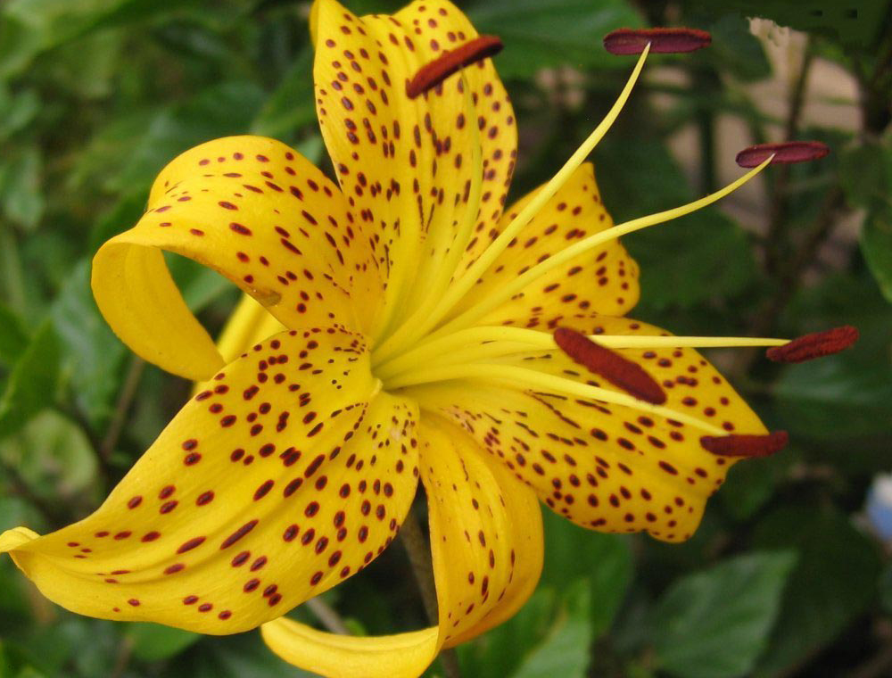 Lilium Flowers Lilium Flower Gallery 7 lilium-flowers-lilium-flower-gallery-7