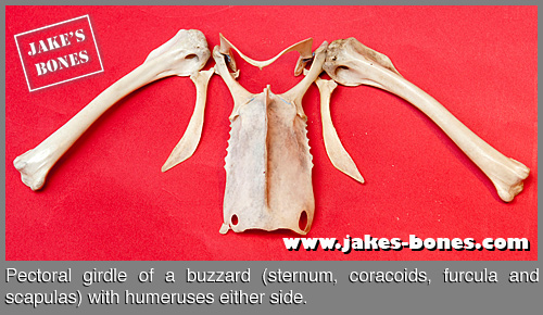 Buzzard skeletons (and bird skeletons in general) : Jake's Bones